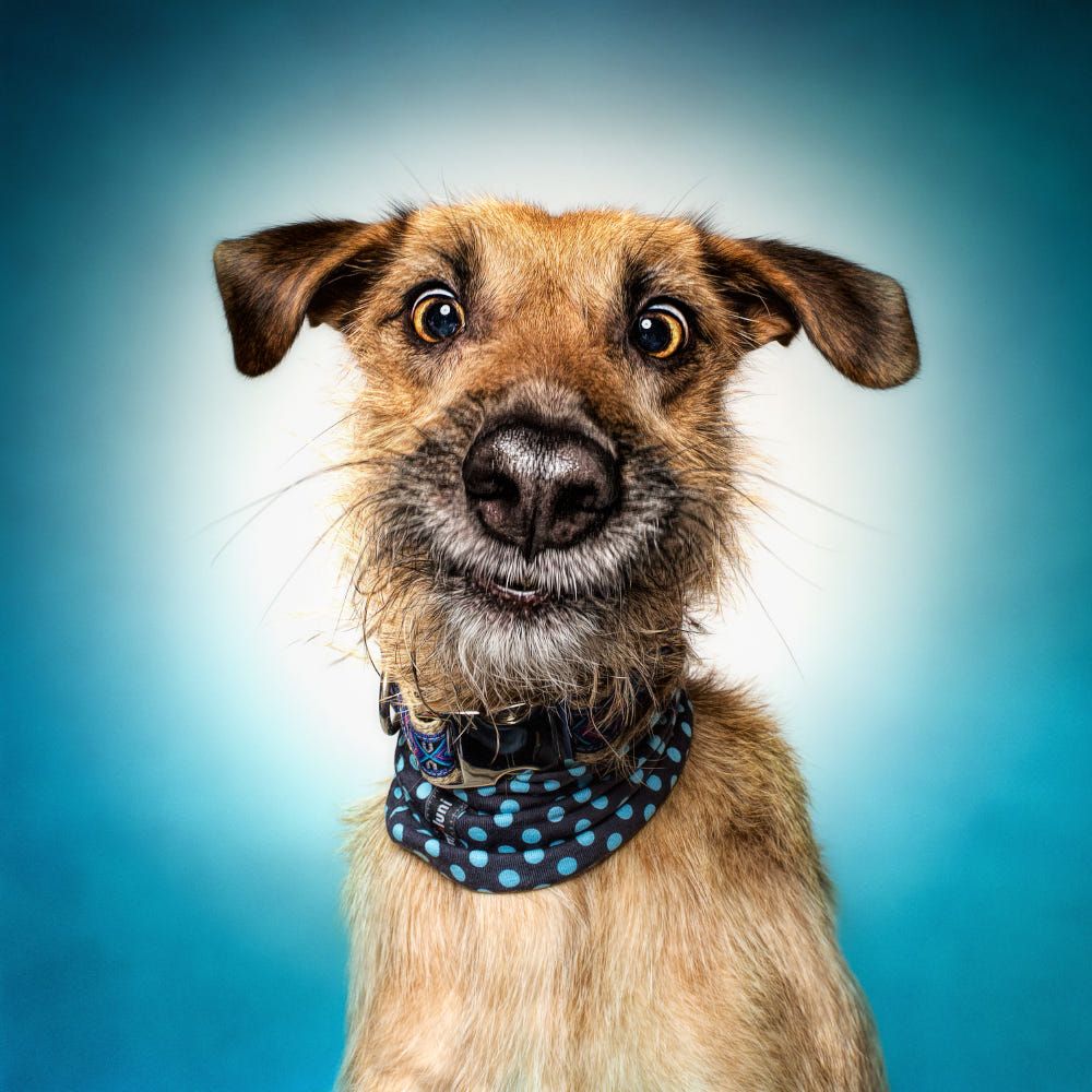 Best Large Dog Training Collars in Australia – BARKAHOLICS®